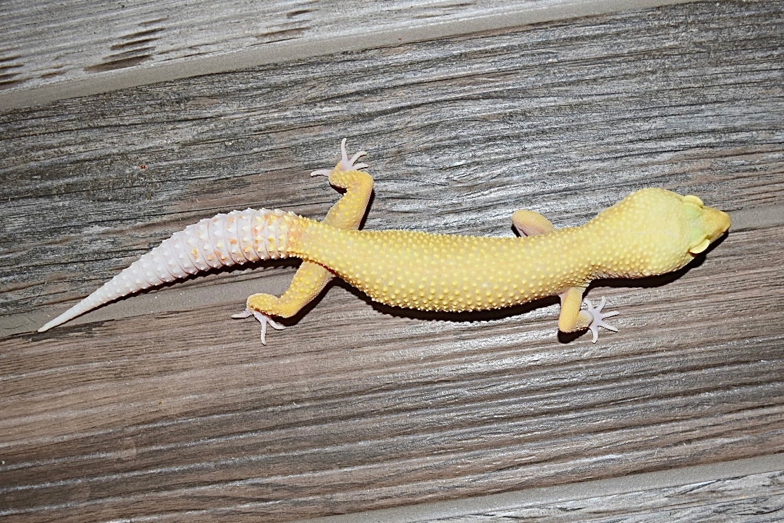 Rainwater Murphy Patternless Het Eclipse Leopard Gecko by KTReptiles ...