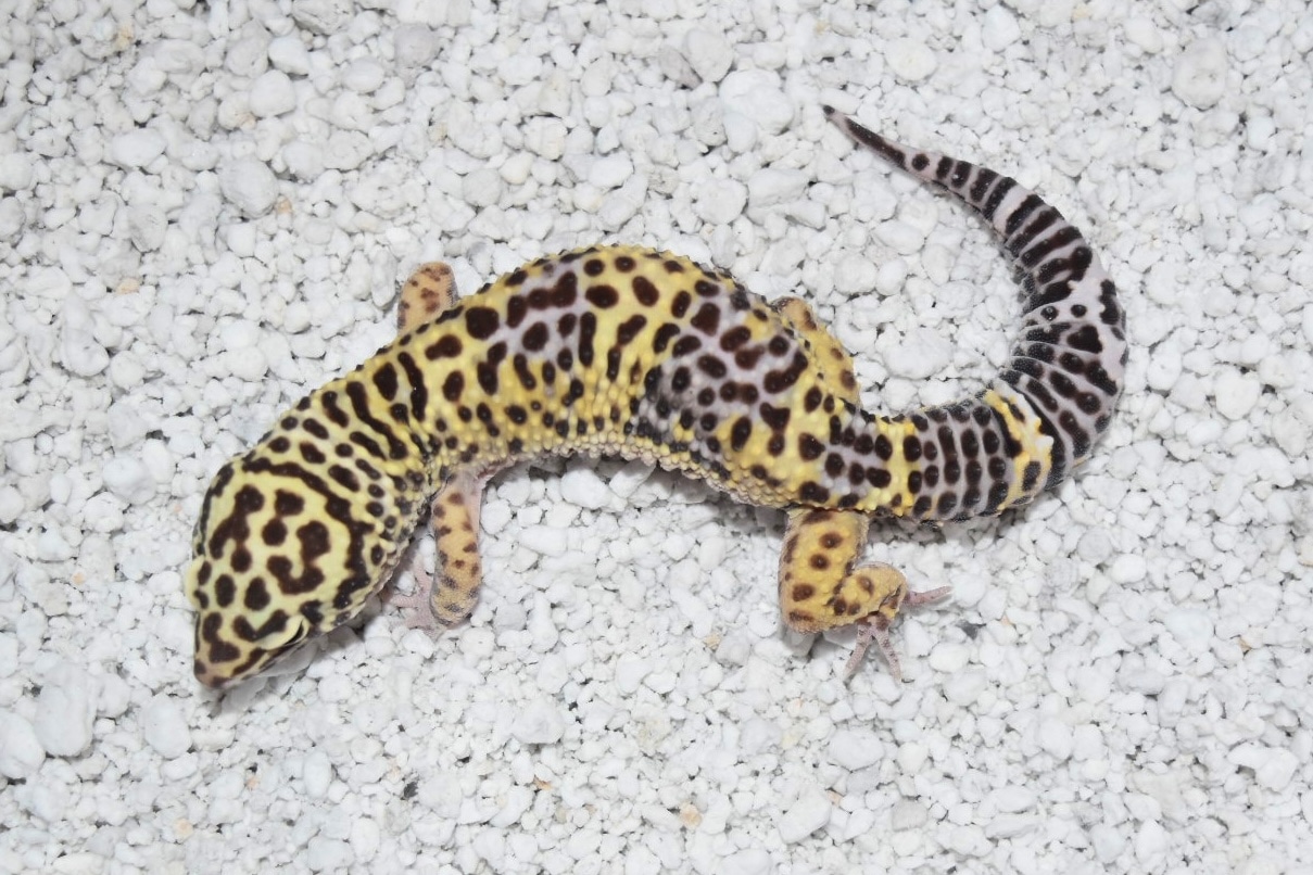 Black Night Ph Ember Leopard Gecko by KTReptiles - MorphMarket