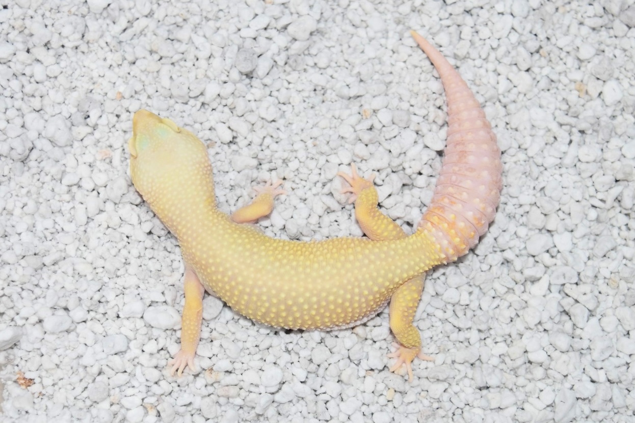 Rainwater Murphy Patternless Het Eclipse Leopard Gecko by KTReptiles ...