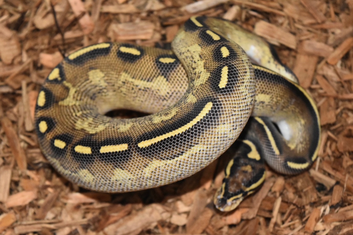 Freeway Ball Python by KTReptiles - MorphMarket