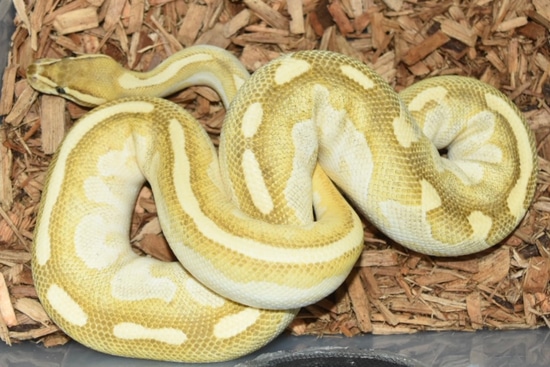 Fire Enchi Lesser Bongo Ball Python by KTReptiles