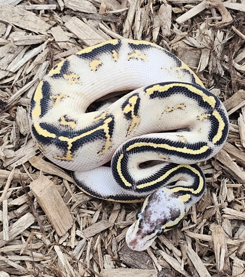 Pastel Freeway 100% Het Piebald Ball Python by KTReptiles