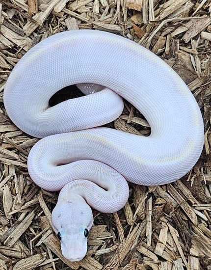 Ivory 100% Het Piebald Ball Python by KTReptiles