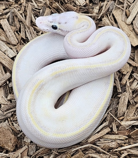 Pastel Ivory 100% Het Piebald Ball Python by KTReptiles