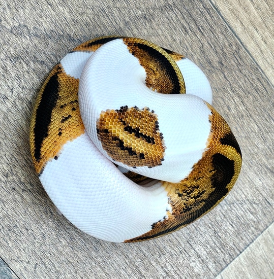 Orange Dream Asphalt Or Yellowbelly Pied Ball Python by KTReptiles
