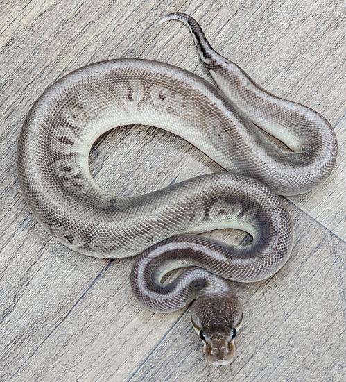 Pastel Cinnamon Spotnose HGW 66% Het Puzzle Ball Python by KTReptiles