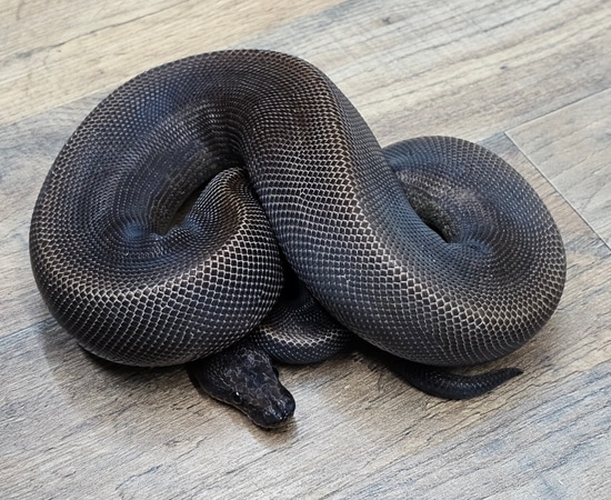 Suma (Super Mahogany) Ball Python by KTReptiles