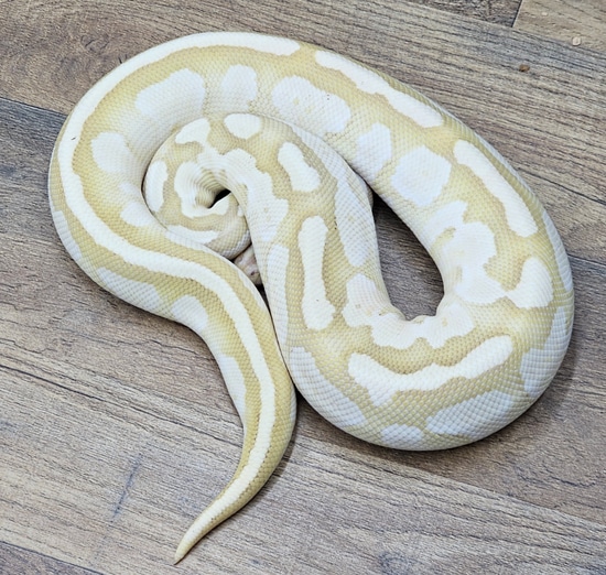 Banana Lesser Fire Ball Python by KTReptiles