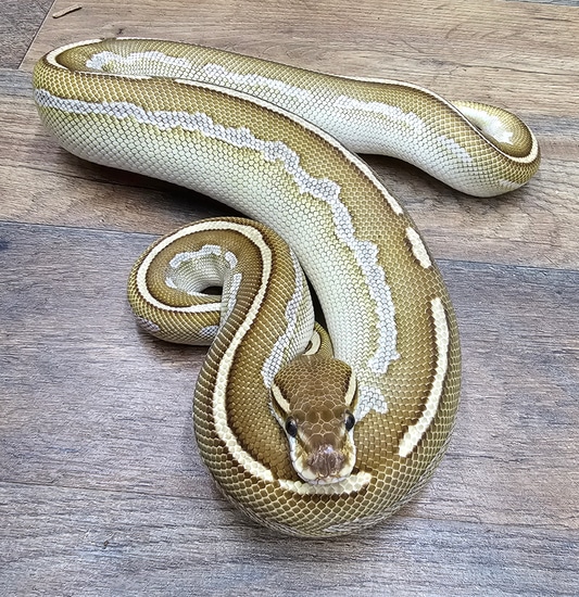 *NO RESERVE* Hidden Gene Woma Lesser Bongo Ball Python by KTReptiles