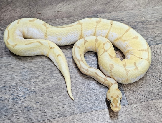 Banana Orange Dream Enchi Spider Asphalt Ball Python by KTReptiles
