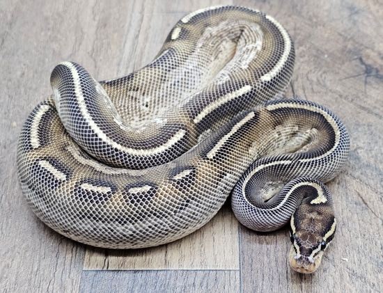 *NO RESERVE* Freeway Ball Python by KTReptiles