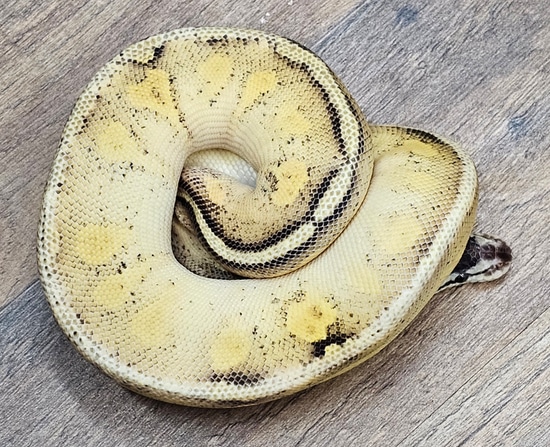 *NO RESERVE* Super Pastel Yellow Belly Bongo Ball Python by KTReptiles