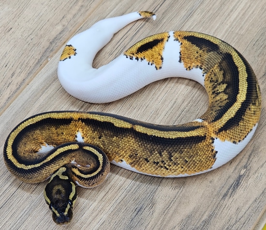 Asphalt Or Yellowbelly Poss OD Pied Ball Python by KTReptiles