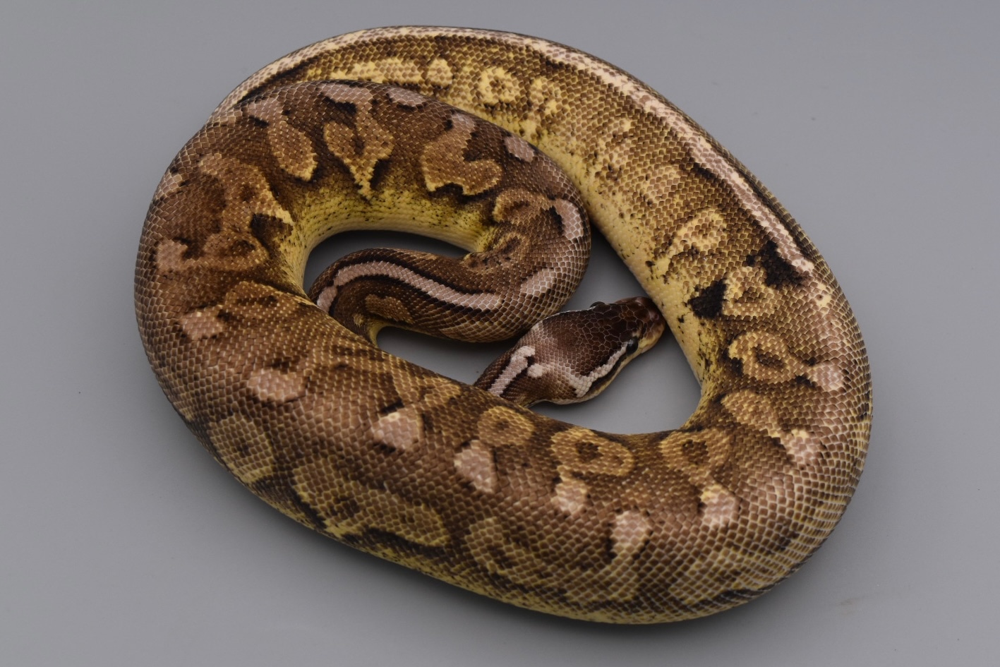 Cinnamon Calico Yellowbelly 100% Het Ultramel