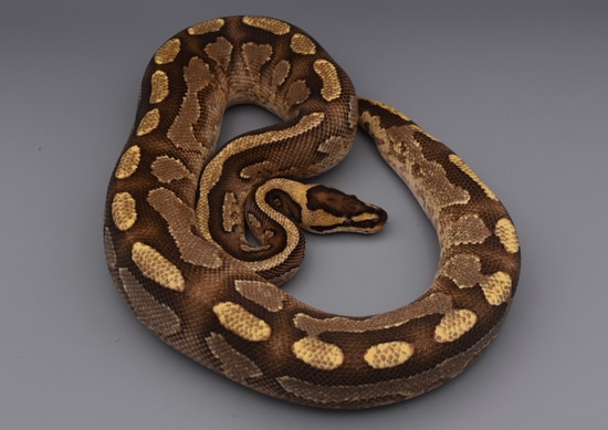 Enchi Asphalt Specter Ball Python by KTReptiles