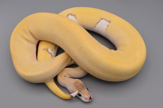 Champagne Cinnamon Lesser Ball Python by KTReptiles