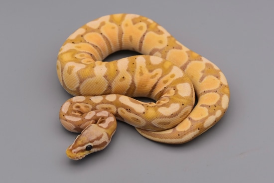 Pastel Banana Fire Ball Python by KTReptiles