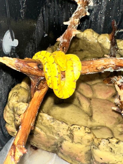 Aru X Sorong GTP CBB Green Tree Python by Furrycatsnakes