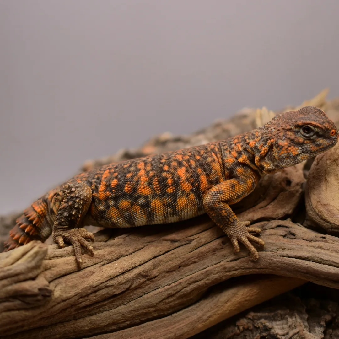 Red Saharan Spiny-Tailed Lizard by Kuhl Dragons LLC - MorphMarket