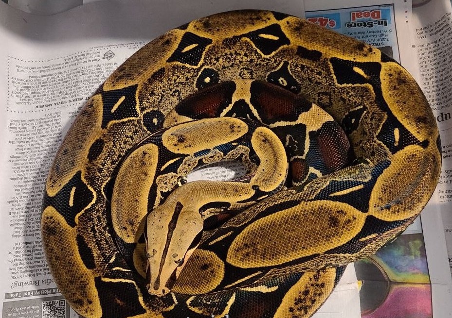 Pomaville Pucullpa Peruvian True Red-Tailed Boa Constrictor by Kuhl ...