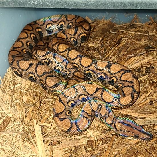 100% Het Pied Brazilian Rainbow Boas by Kuhl Exotics