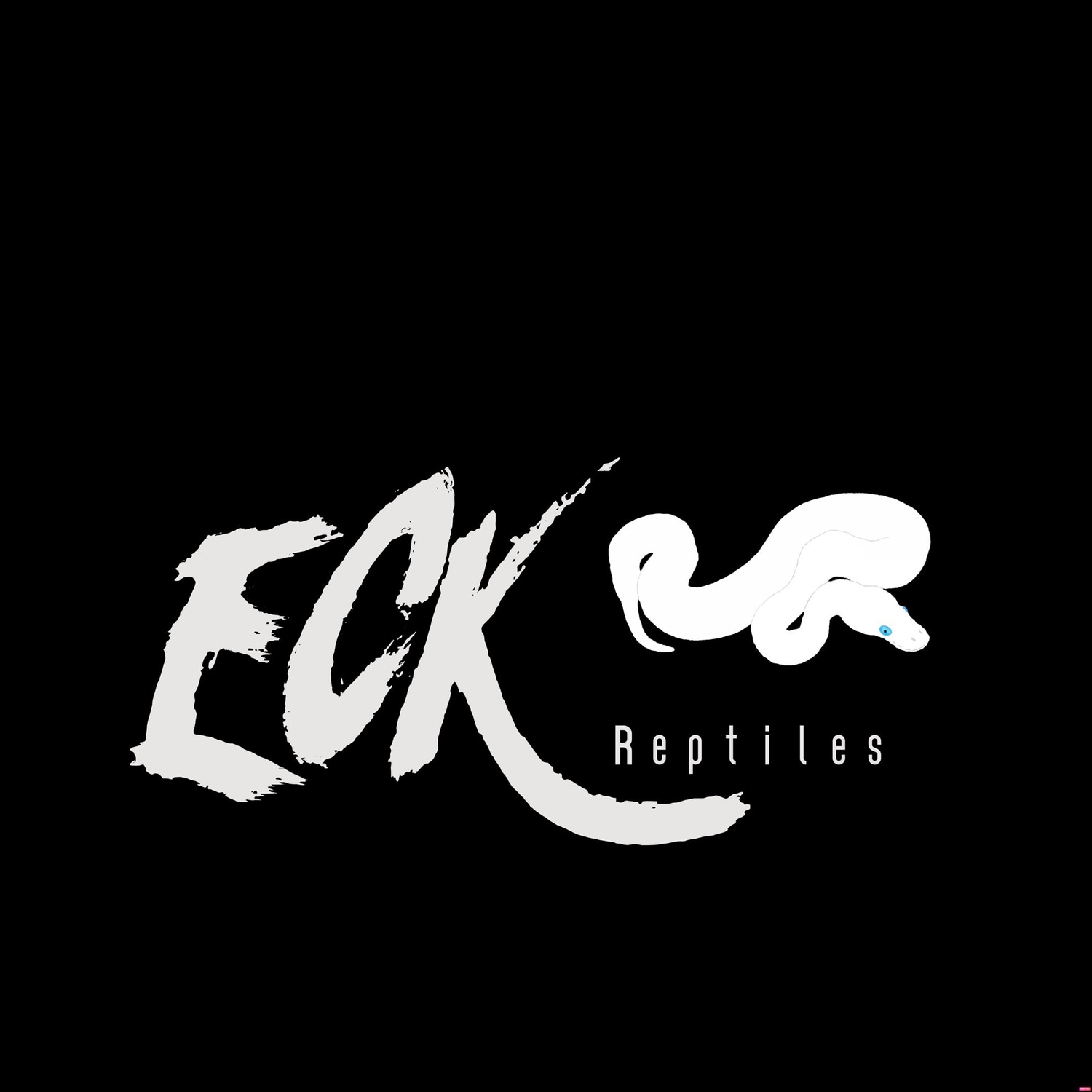 Ball Python Clutch: AL100%HP by Eck Reptiles - MorphMarket