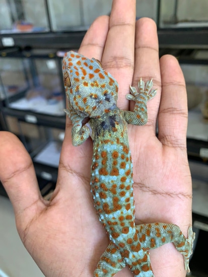 Progressive Piebald Tokay Gecko by East Coast Invertebrates