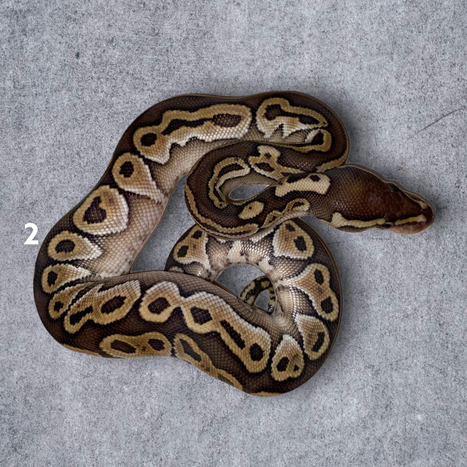 Mojave Cinnamon Ball Python by Kurtotep's Constrictors - MorphMarket