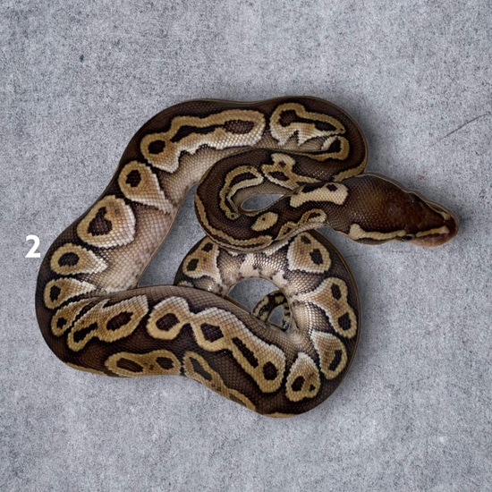 Mojave Cinnamon Ball Python by Kurtotep's Constrictors
