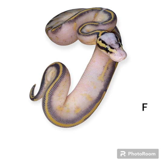 Pastel Highway Ball Python by Kurtotep's Constrictors