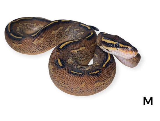 Freeway Ball Python by Kurtotep's Constrictors