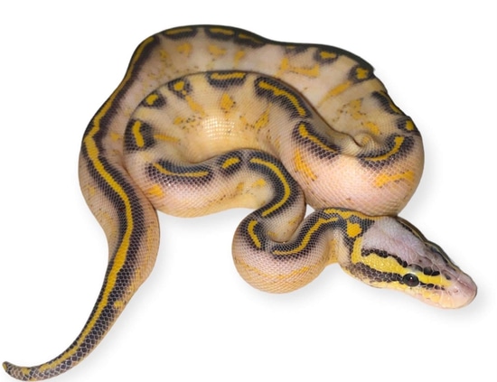 Pastel Highway Ball Python by Kurtotep's Constrictors