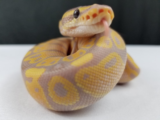 Banana Yellow Belly Ball Python by Tori Royal Pythons