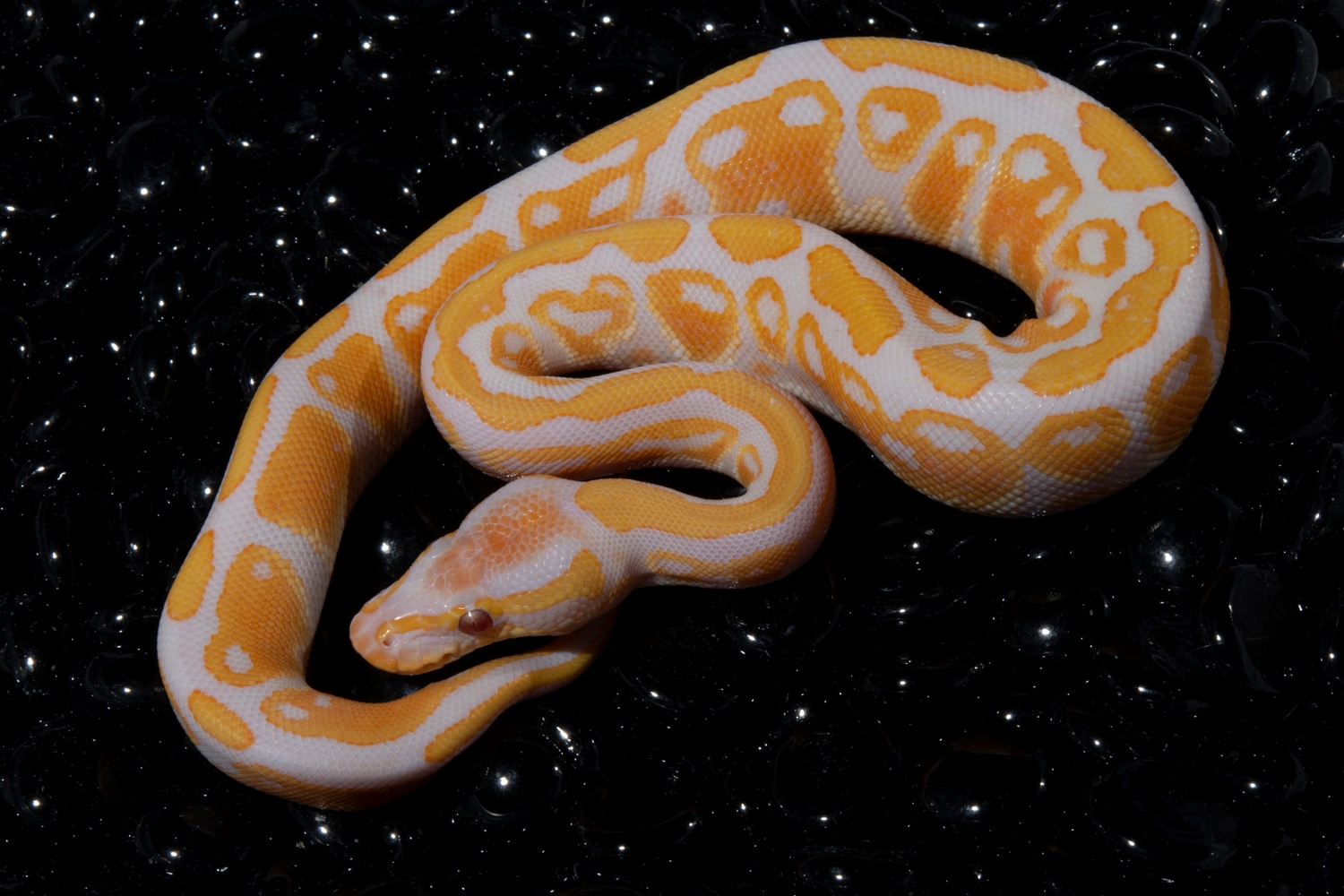 Lavender Ball Python by Tori Royal Pythons - MorphMarket