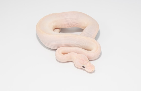 Banana Ivory Ball Python by Tori Royal Pythons