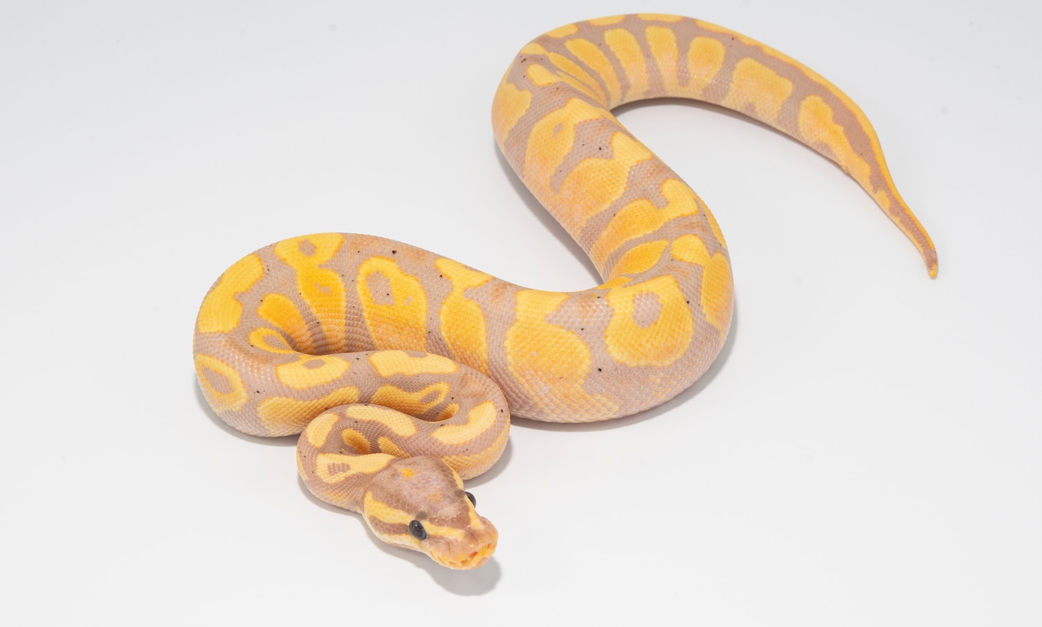 Banana Yellow Belly Ball Python by Tori Royal Pythons - MorphMarket