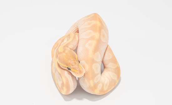 Crystal Ball Python by Tori Royal Pythons
