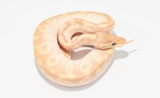 Crystal Ball Python by Tori Royal Pythons
