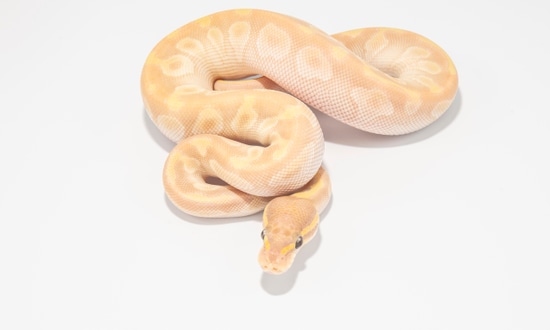 Banana Crystal Ball Python by Tori Royal Pythons
