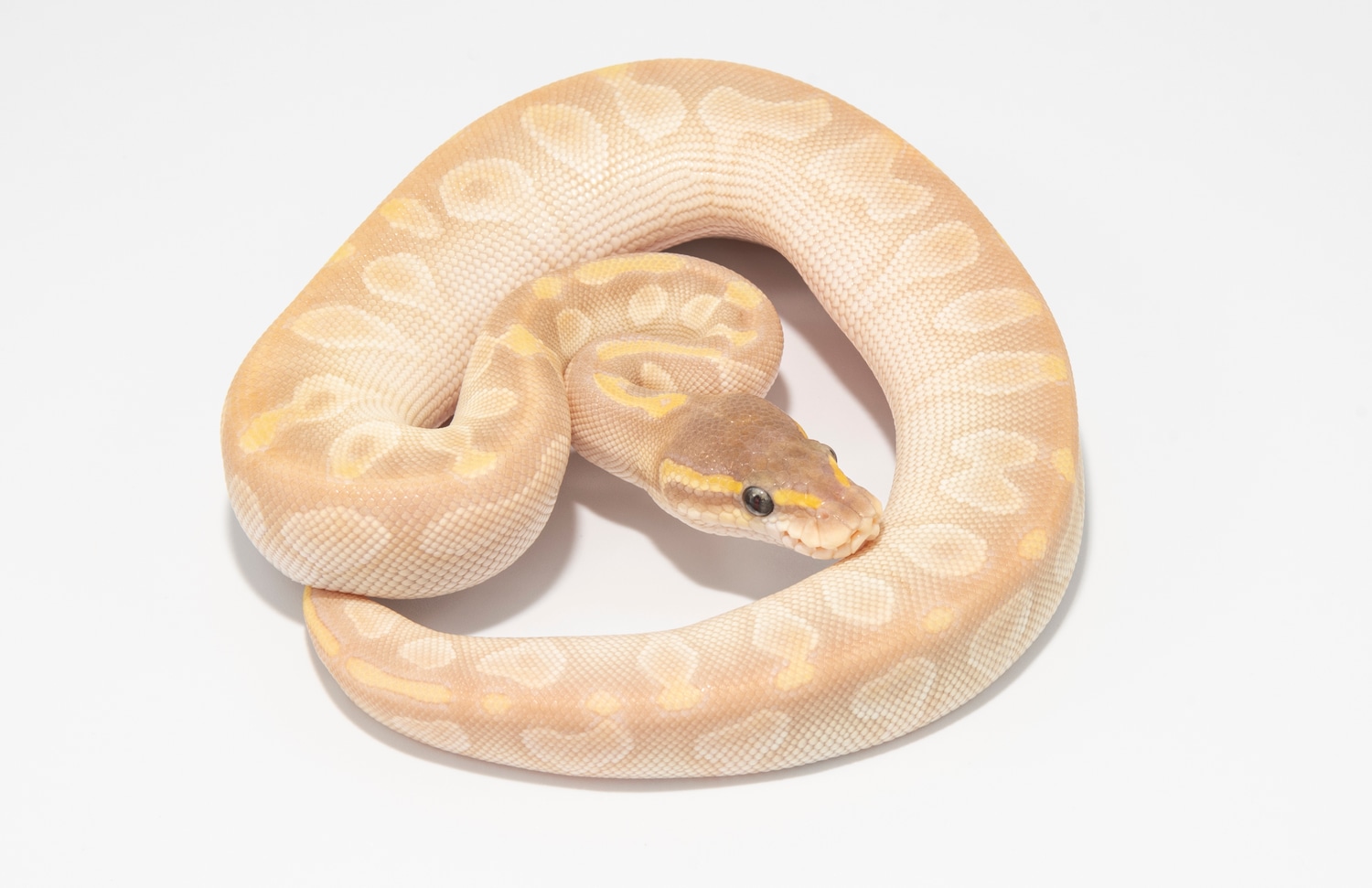Crystal Ball Python by Tori Royal Pythons - MorphMarket