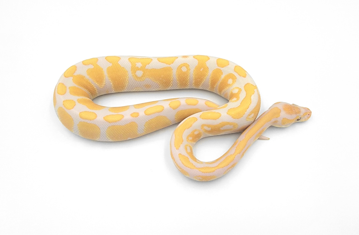 Lavender Ball Python by Tori Royal Pythons - MorphMarket
