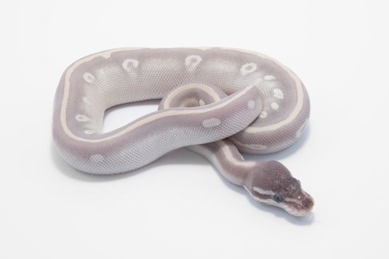 Mojave Phantom Ball Python by Tori Royal Pythons