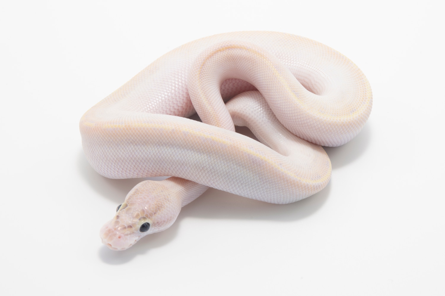 Ivory Ball Python by Tori Royal Pythons - MorphMarket