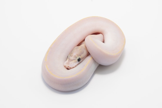 Ivory Het Pied Ball Python by Tori Royal Pythons