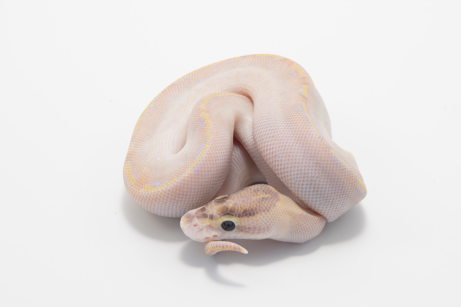 Ivory Ball Python by Tori Royal Pythons - MorphMarket