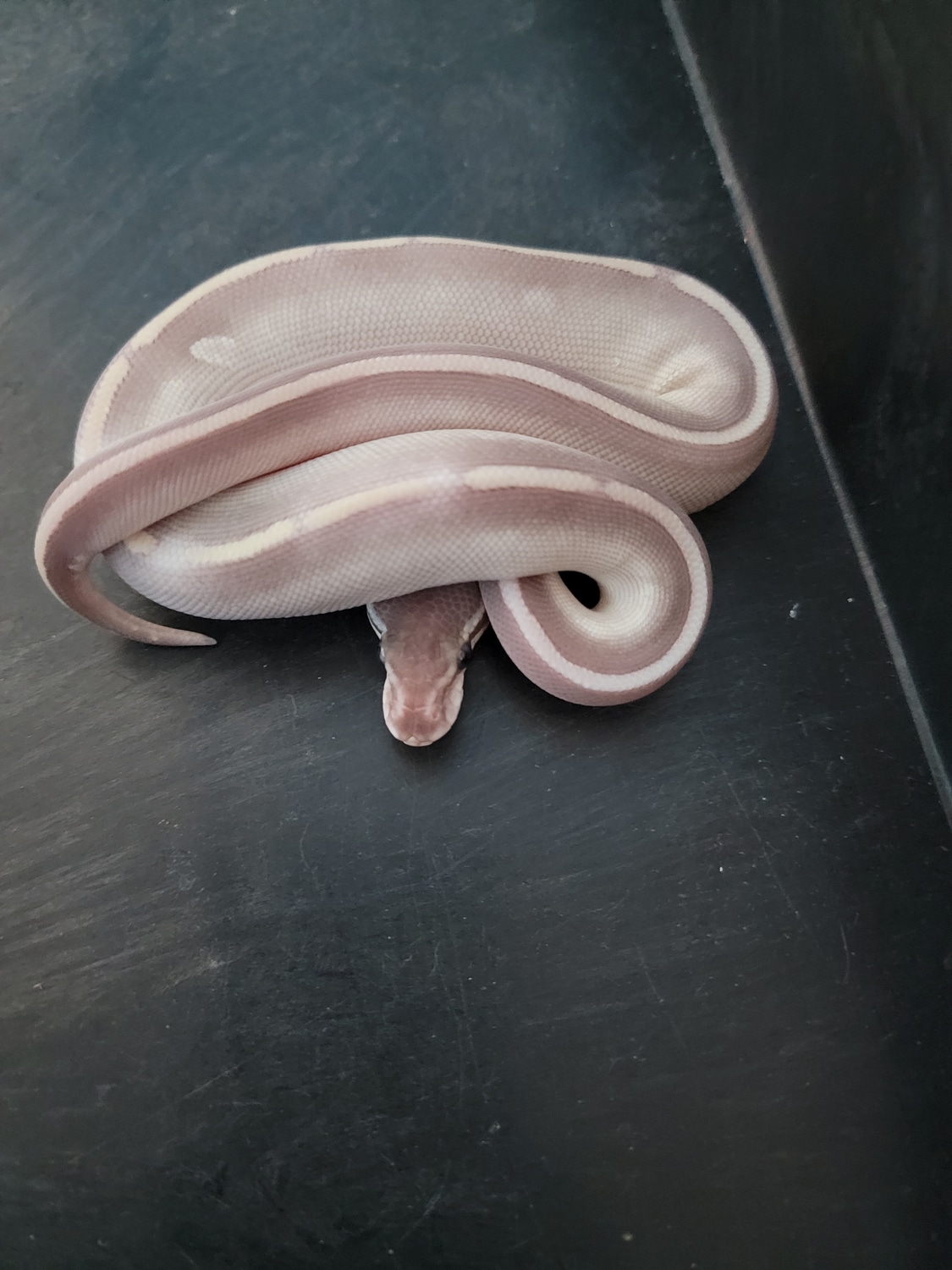 Phantom Mojave Ball Python by Tori Royal Pythons - MorphMarket