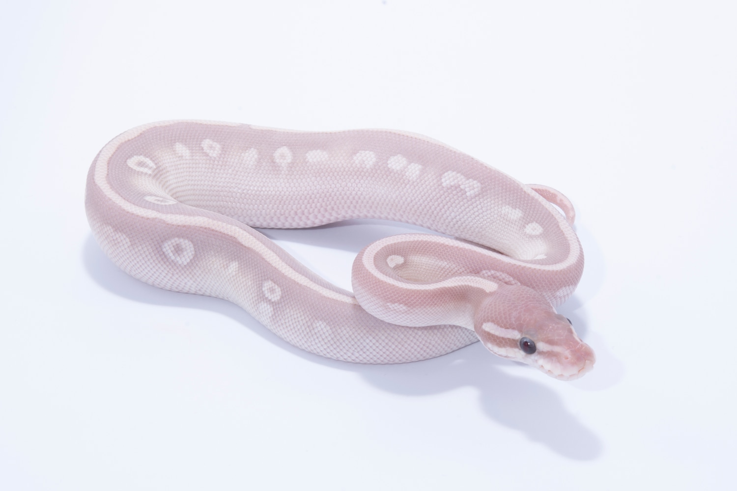 Banana Phantom Mojave Ball Python by Tori Royal Pythons - MorphMarket