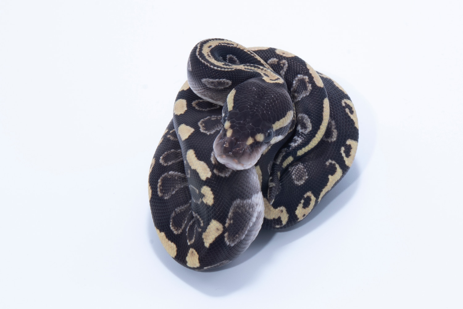 Mojave Ghi Ball Python by Tori Royal Pythons - MorphMarket