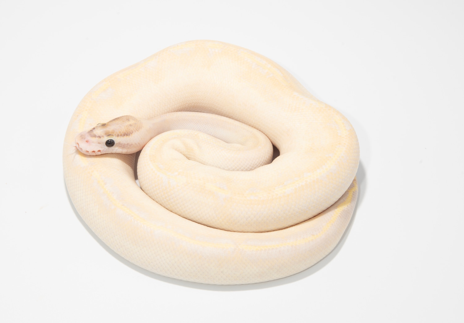Ivory Het Lavender Albino Ball Python by Tori Royal Pythons - MorphMarket