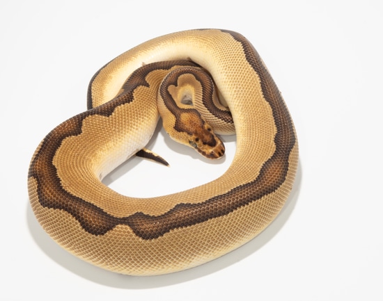 Enchi Clown Het DG Ball Python by Tori Royal Pythons